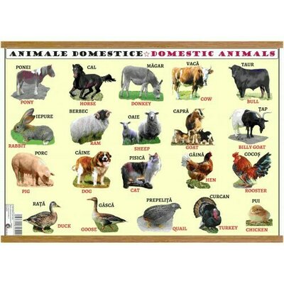 Plansa animale domestice/ Animale salbatice. Plastifiata fata/verso 500 ...